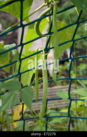 Beans with green netting Stock Photo - Alamy
