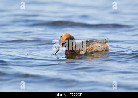 Slavonian Grebe (Podiceps auritus) hunting Whitlingham CP Norwich UK GB ...
