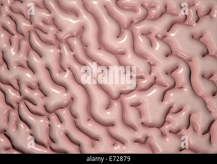 A close-up texture of regular human brain tissue Stock Photo - Alamy