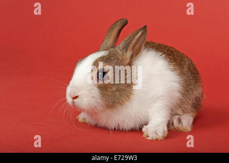 Dutch red rabbit Stock Photo - Alamy