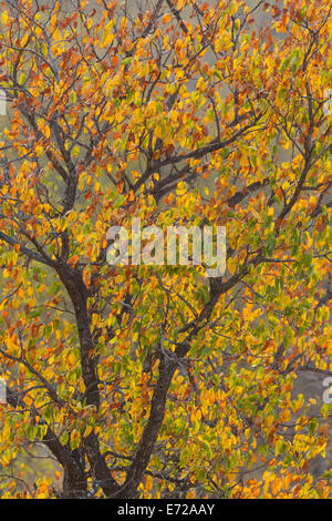 Mopane tree (Colophospermum mopane), Kruger National Park, South Africa ...