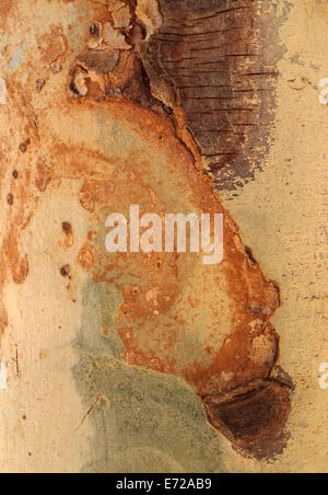 Fever Tree (Vachellia xanthophloea), detail of bark, Kruger National ...