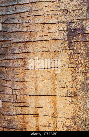 Fever Tree (Vachellia xanthophloea), detail of bark, Kruger National ...
