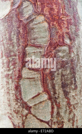 Bark of the Fever Tree, Acacia xanthophloea, Fabaceae, South Africa ...
