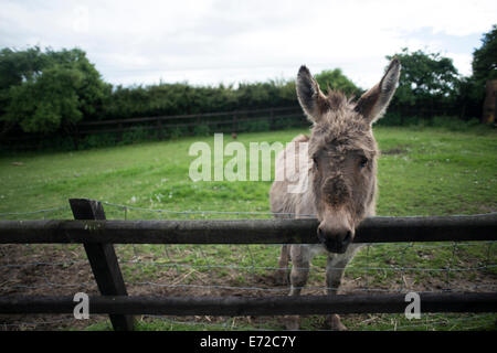 Donkey looking over fence Stock Photo - Alamy