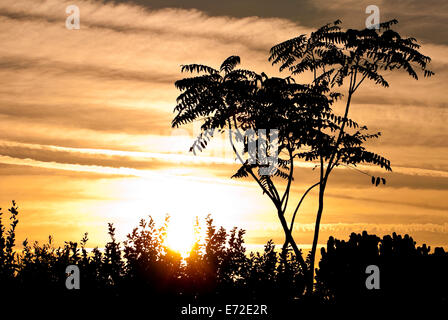 Siluette sunset at the beach background Stock Photo - Alamy