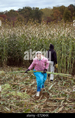 USA - Tennessee - Muddy Pond - Young girls harvesting sorghum in Stock ...