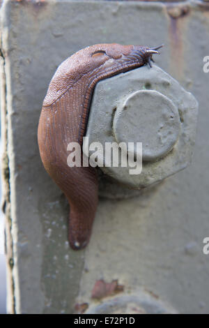A slug (Limacidae), terrestrial pulmonate gastropod molluscs, on a ...