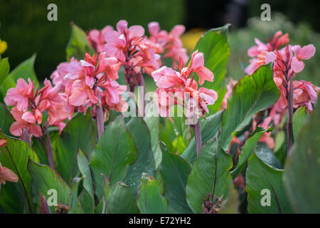 Pink canna lily flowers Stock Photo - Alamy