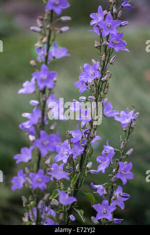 Campanula pyramidalis, Chimney bellflower Stock Photo - Alamy