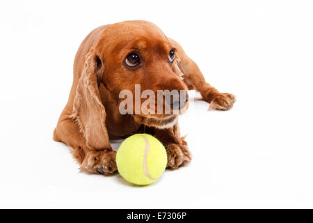Angry English cocker spaniel dog lying with ball, isolated on white ...