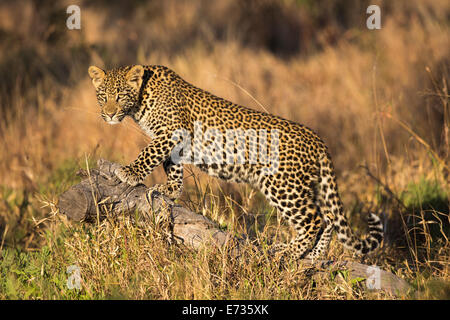 baby leopard on the branch Stock Photo - Alamy