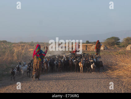 Afar Tribe People With Their Goats, Afambo, Ethiopia Stock Photo - Alamy
