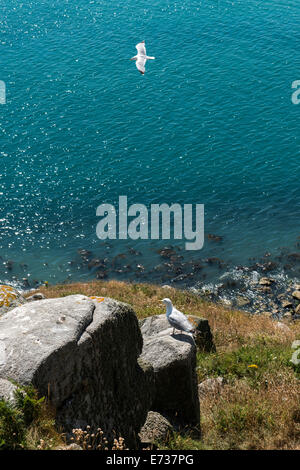 Channel Islands coastline, UK Stock Photo - Alamy