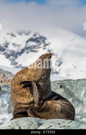 Adult Antarctic fur seal (Arctocephalus gazella), bull and cow on Prion ...