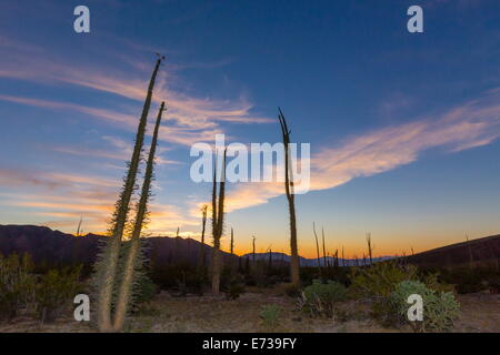 Boojum trees (Fouquieria columnaris) in the cactus rich part of the ...