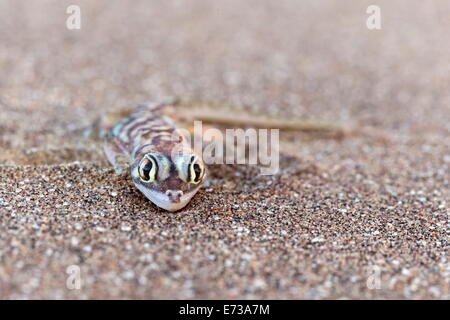 Webfooted gecko, Palmatogecko rangei, Namib Desert, Namibia Stock Photo ...