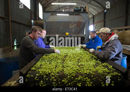 Hops being harvested ready to be exported to breweries for beer ...