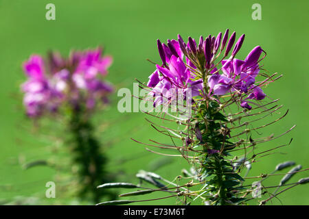 Cleome spinosa, Spider flower growing in annual plant garden, tall ...