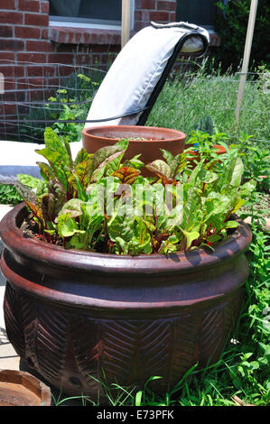 Swiss chard sprouts Stock Photo - Alamy