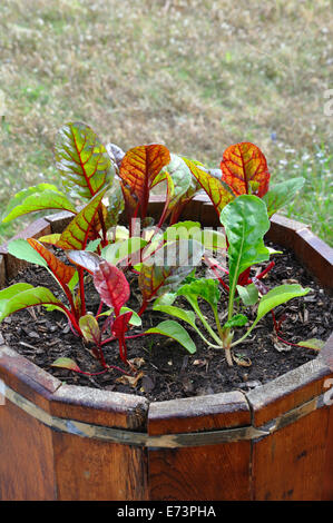 Swiss chard sprouts Stock Photo - Alamy