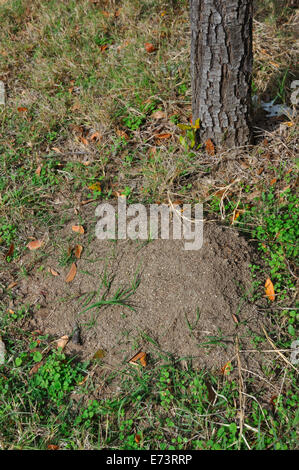 Large fire ant mound Stock Photo - Alamy