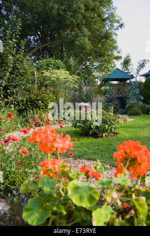 Red flowers of Geranium in the garden. Summer and spring time Stock ...