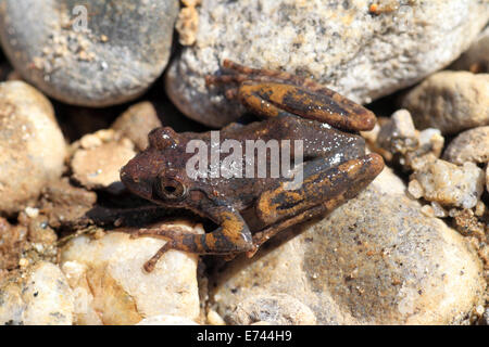 Kajika frog (Buergeria buergeri) in Japan Stock Photo - Alamy