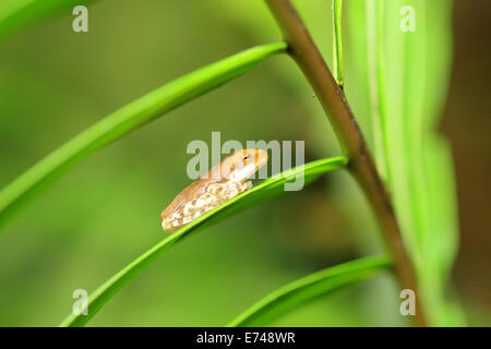 Common hour-glass tree frog (Polypedates cruciger) in Kitulgala forest ...