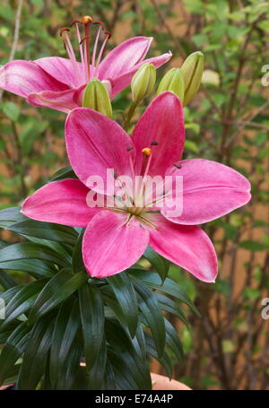 Pink lily ( Lilium Acapulco) plant in bloom Stock Photo - Alamy