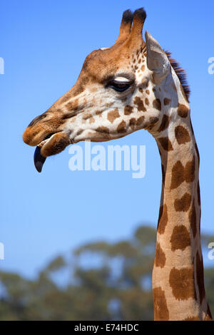 * NECK AND NECK These giraffes are up to their necks in fun as they ...