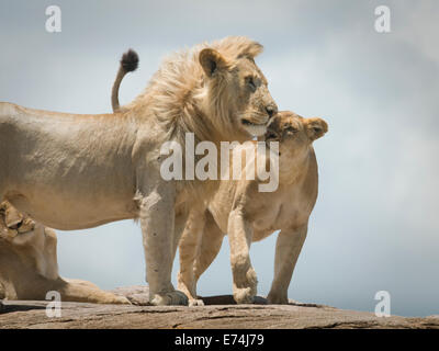 Lioness nuzzling male lion Stock Photo - Alamy
