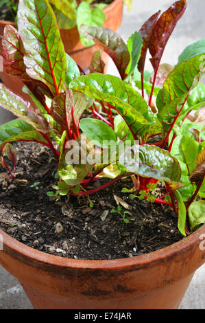 Swiss chard sprouts Stock Photo - Alamy