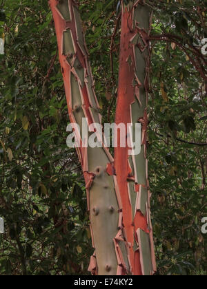 Peeling bark, Madrone tree (Arbutus) Deception Pass State Park, Whidbey ...