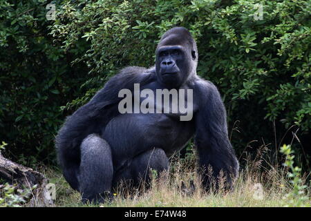 Mature alpha male silverback Western lowland Gorilla Stock Photo - Alamy