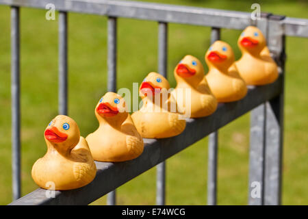 Getting Your Ducks in a Row Stock Photo - Alamy