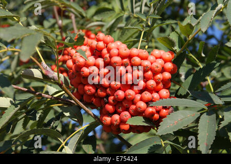ashberry at dry sunny day Stock Photo - Alamy