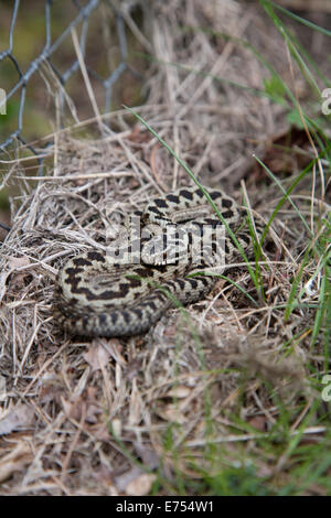 Female adder in Kent. UK Stock Photo - Alamy