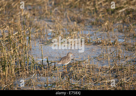 Redshank waders in Kent. UK Stock Photo - Alamy