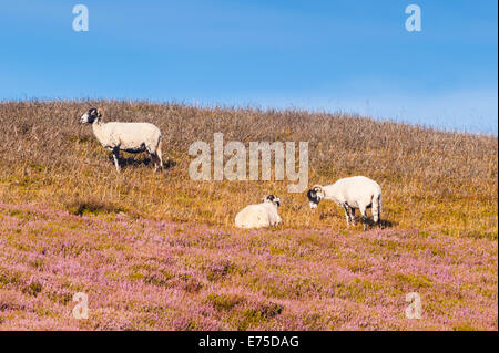 Swaledale sheep in moorland, Yorkshire Dales, England, Uk Stock Photo ...