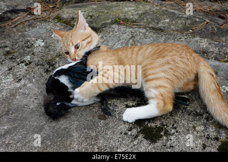 Cat and Magpie Stock Photo - Alamy