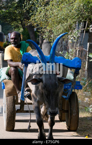 Indian bullock cart and driver transporting crops through a rural ...