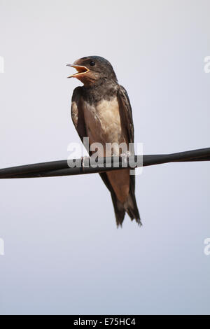 Barn swallow, an insect-eating bird known for its forked tail and swift ...