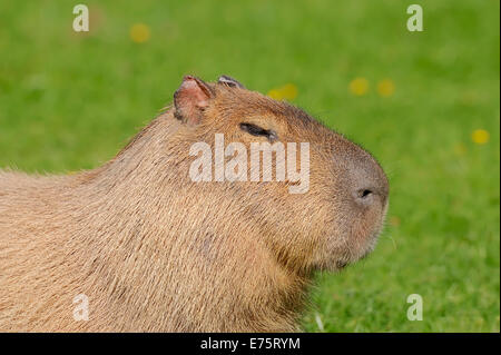 The capybara (Hydrochoerus hydrochaeris) is a mammal native to South ...