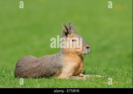 Mara or Patagonian Cavy Stock Photo - Alamy