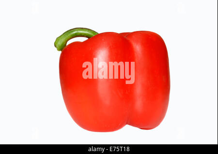red bell pepper Capsicum annuum Stock Photo - Alamy