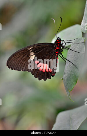 Lysander Cattleheart (Parides lysander), native to Guiana, butterfly ...