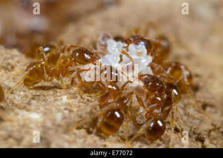 Mediterranean Dimorphic Ant (Pheidole pallidula) workers tending larvae ...