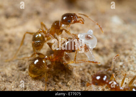 Mediterranean Dimorphic Ant (Pheidole pallidula) workers tending larvae ...