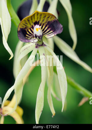 Cockleshell Orchid - Prosthechea cochleata from Central America Stock ...
